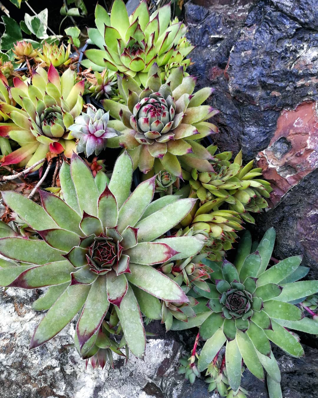 🌵 Sukulenti i kaktusi 🌵 – Agroflora